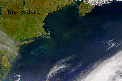 IOCCG - Ocean-Colour Images :Chlorophyll concentrations in Atlantic